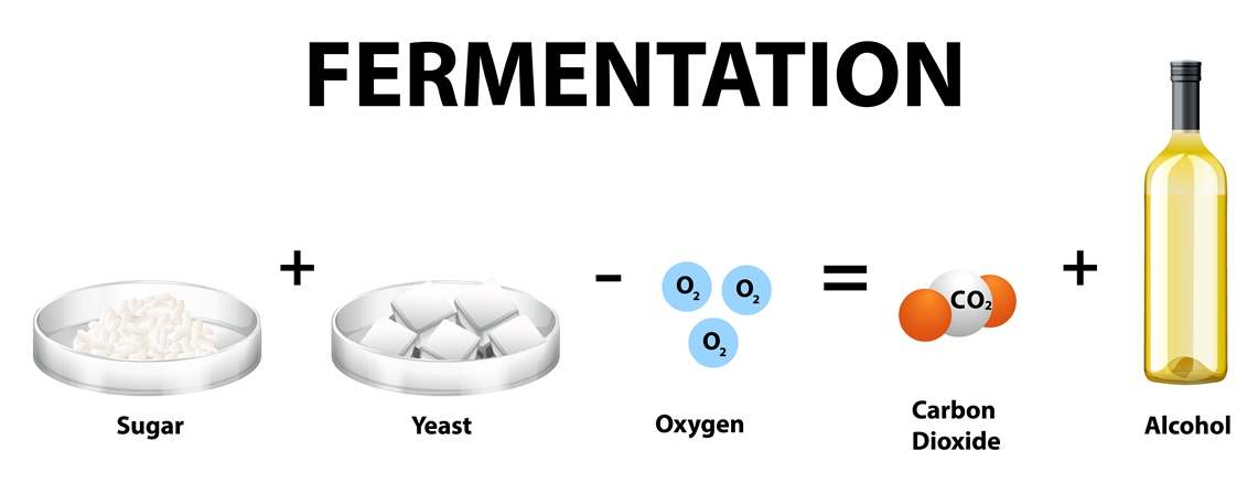 Fermentation म्हणजे काय? किण्वनचा अर्थ काय आहे? -Fermentation ...